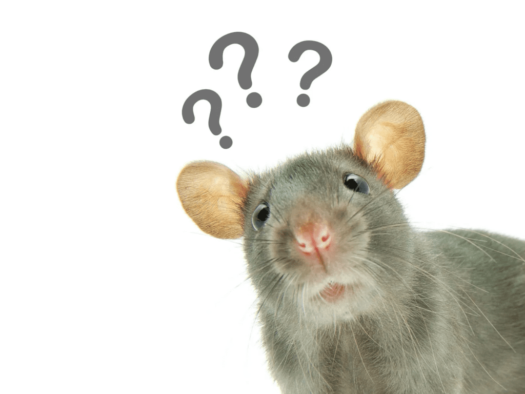 Let Me Explain the Rat in the Freezer… - Jennie O'Connor